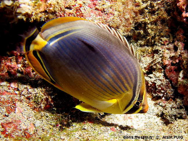 Chaetodon trifasciatus | DORIS