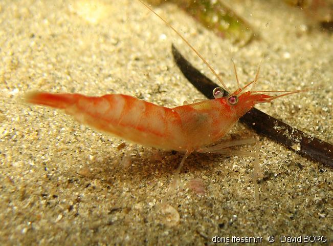 Processa edulis | DORIS