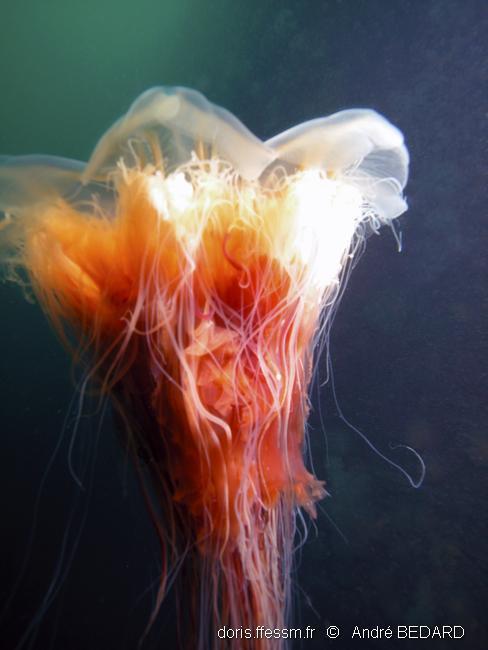 Cyanea capillata | DORIS