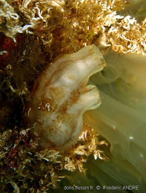 Styela plicata | DORIS