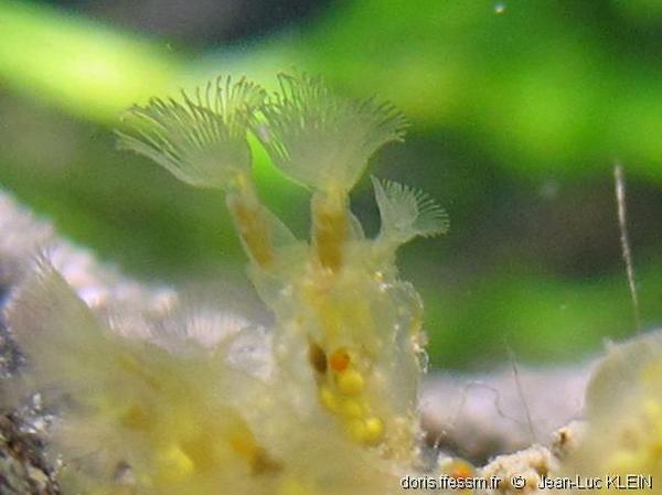 Lophopus crystallinus | DORIS