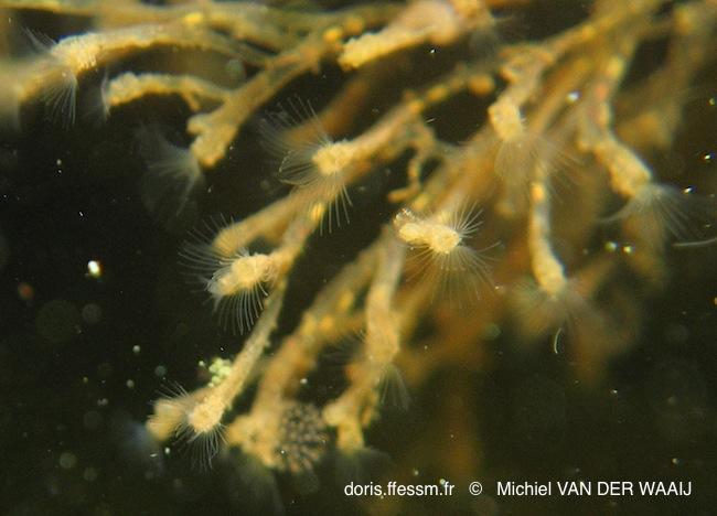 Plumatella fruticosa | DORIS