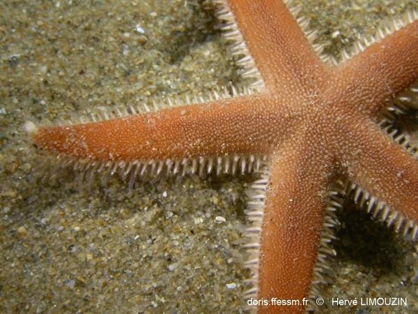 Luidia sarsii | DORIS