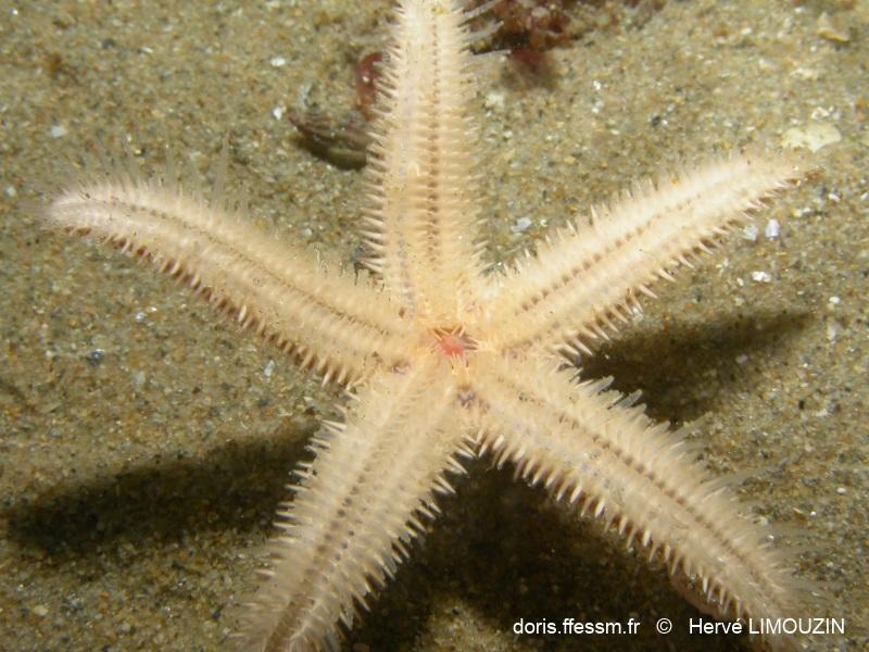 Luidia sarsii | DORIS