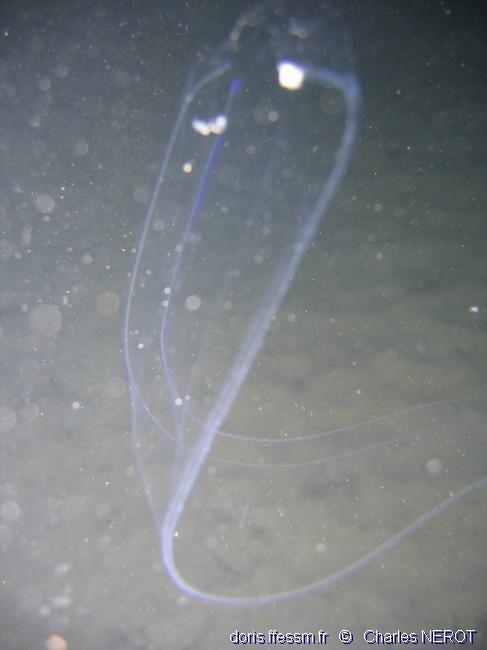 Cestum veneris | DORIS