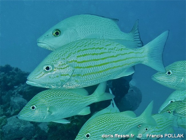 Lutjanus synagris | DORIS