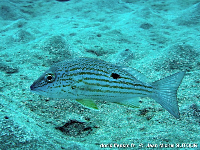 Lutjanus synagris | DORIS