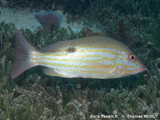 Lutjanus synagris | DORIS