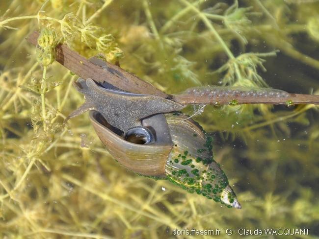 Lymnaea stagnalis | DORIS