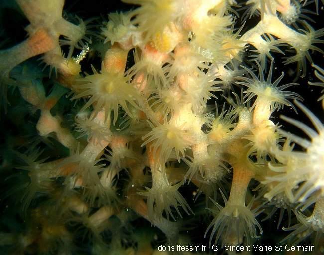 Savalia savaglia | DORIS