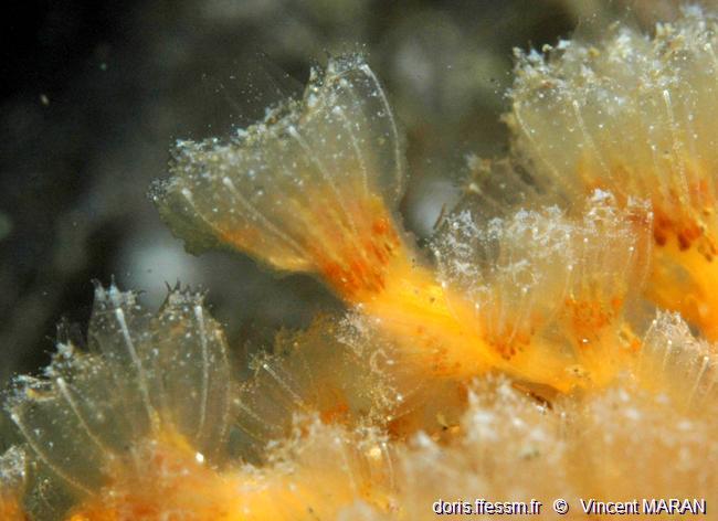 Aplidium turbinatum | DORIS