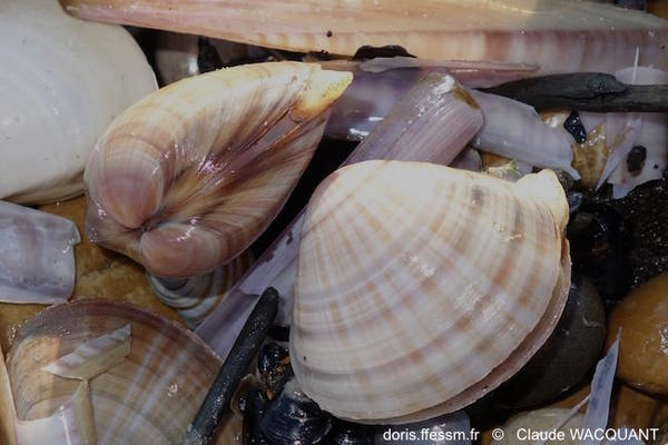 Mactra stultorum | DORIS