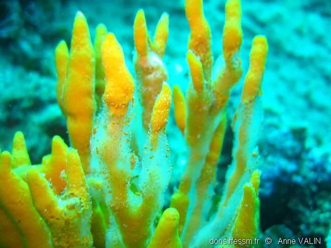 Axinella polypoides | DORIS