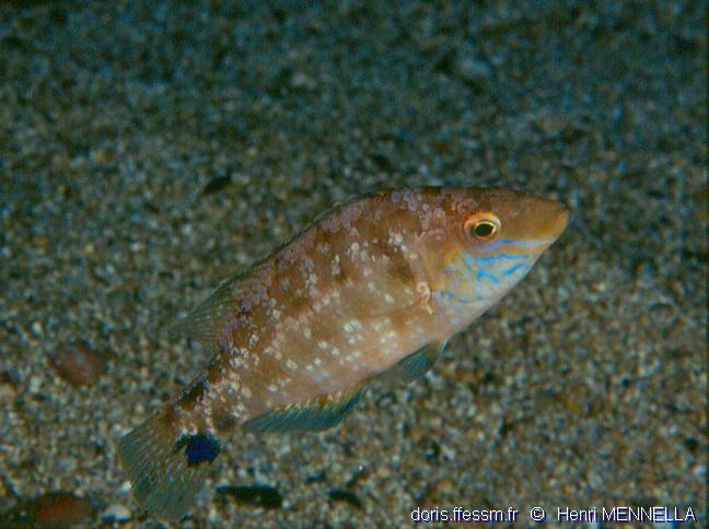 Symphodus cinereus | DORIS