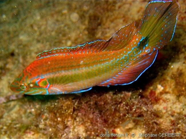 Symphodus ocellatus | DORIS