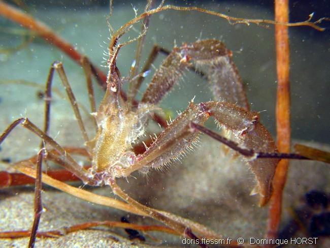 Macropodia longipes | DORIS