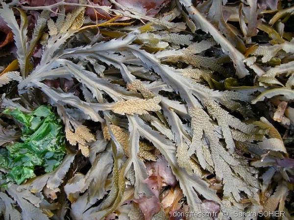 Fucus serratus | DORIS