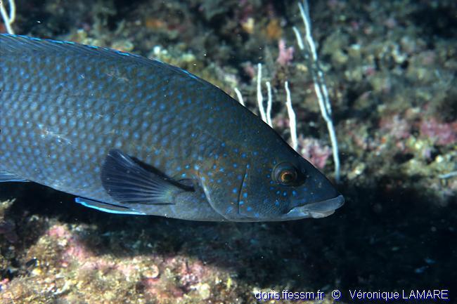 Labrus merula | DORIS