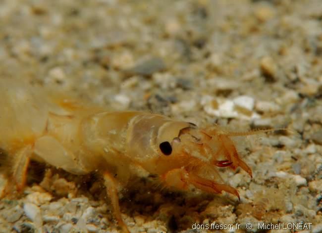 Ephemeroptera (ordre, larves) | DORIS