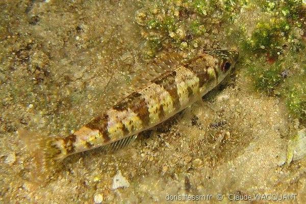 Spicara smaris | DORIS