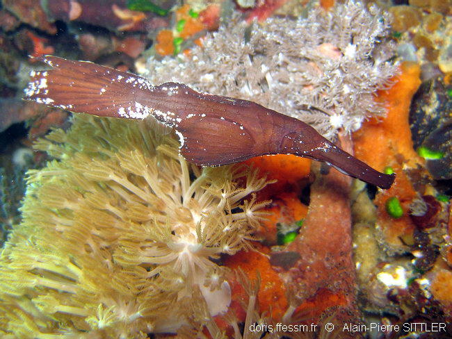 Solenostomus cyanopterus | DORIS