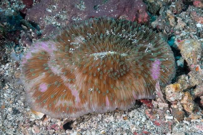 Lobactis scutaria | DORIS