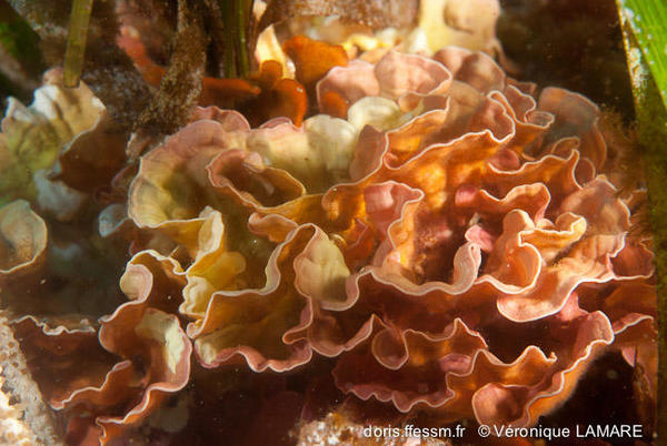 Mesophyllum expansum | DORIS