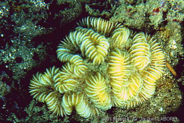 Meandrina meandrites | DORIS