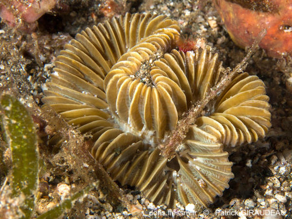 Meandrina danae | DORIS