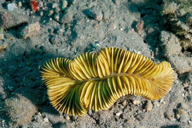 Meandrina danae | DORIS