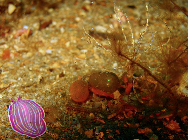 Lanice conchilega | DORIS