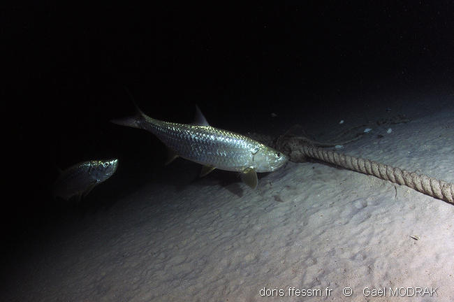 Megalops atlanticus | DORIS