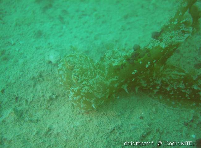 Melibe japonica | DORIS