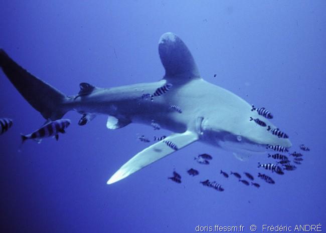 Carcharhinus longimanus | DORIS