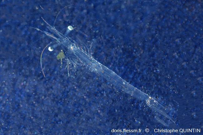 Mesopodopsis slabberi | DORIS