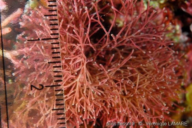 Amphiroa cryptarthrodia | DORIS