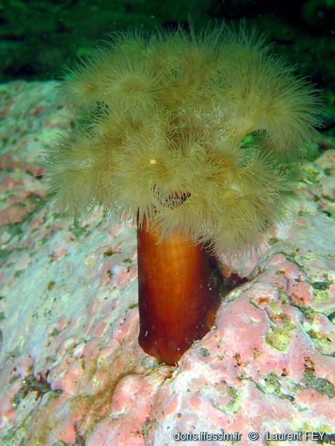 Metridium senile | DORIS