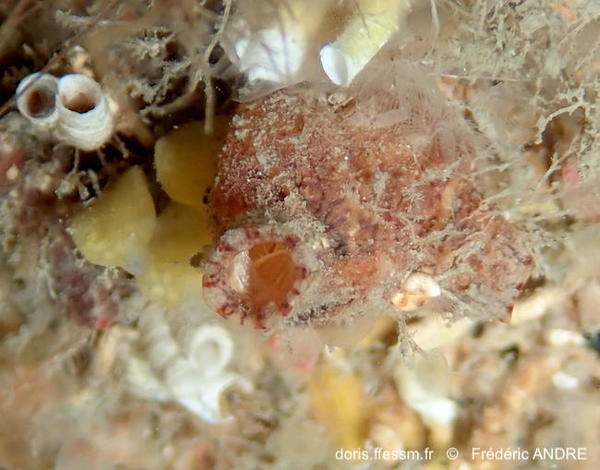 Microcosmus squamiger | DORIS
