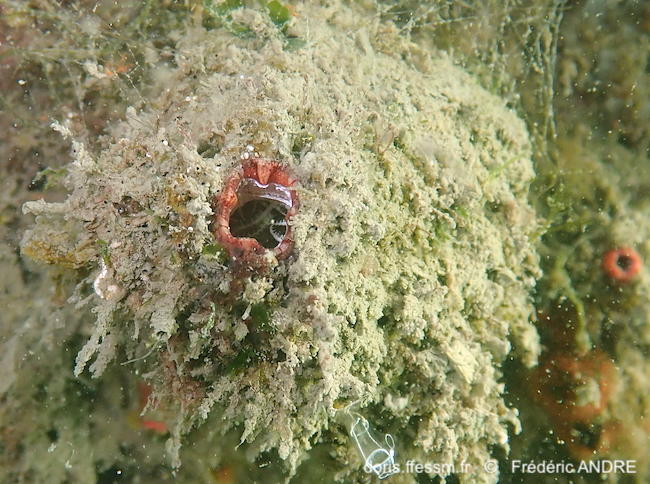 Microcosmus squamiger | DORIS