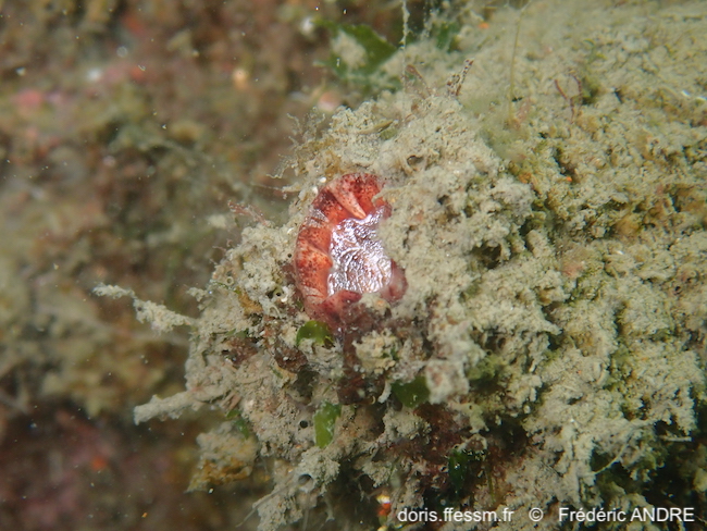 Microcosmus squamiger | DORIS