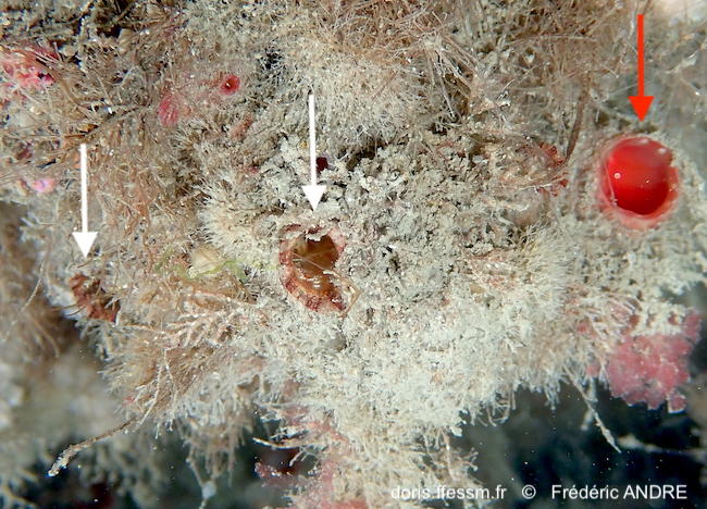 Microcosmus squamiger | DORIS