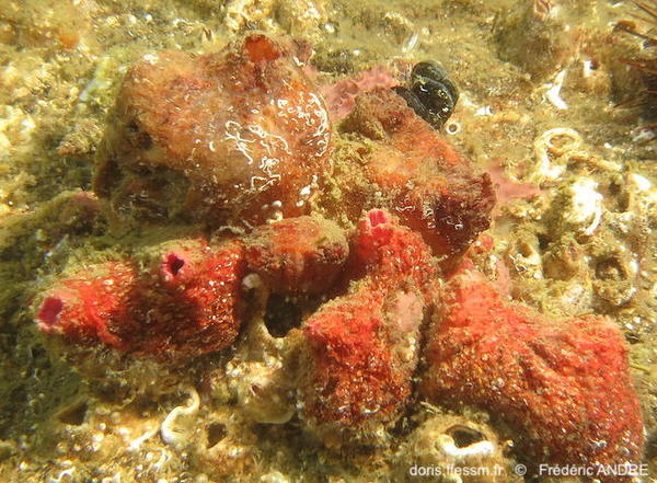 Microcosmus squamiger | DORIS