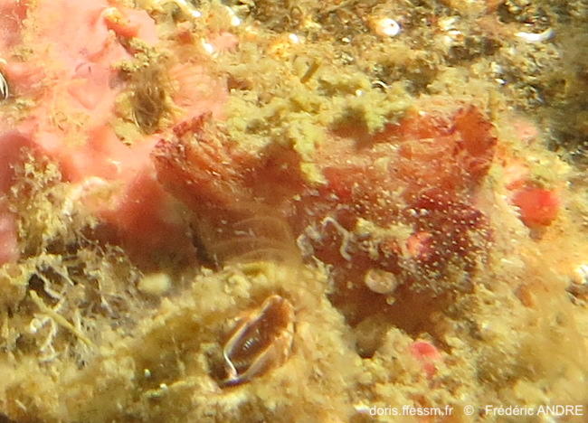 Microcosmus squamiger | DORIS
