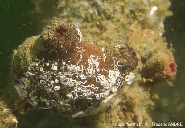 Microcosmus squamiger | DORIS