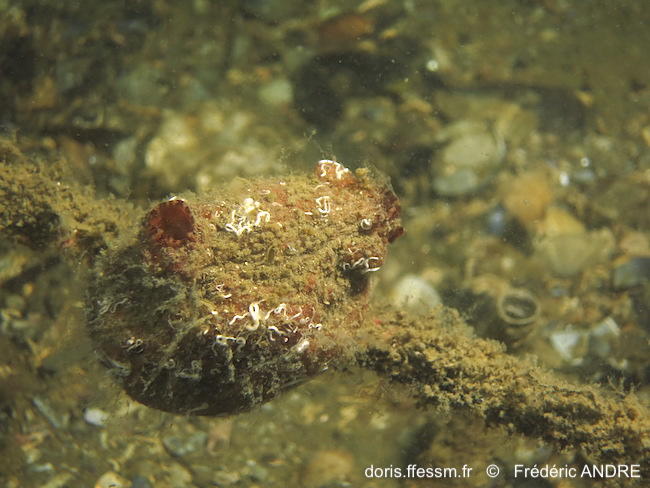 Microcosmus squamiger | DORIS