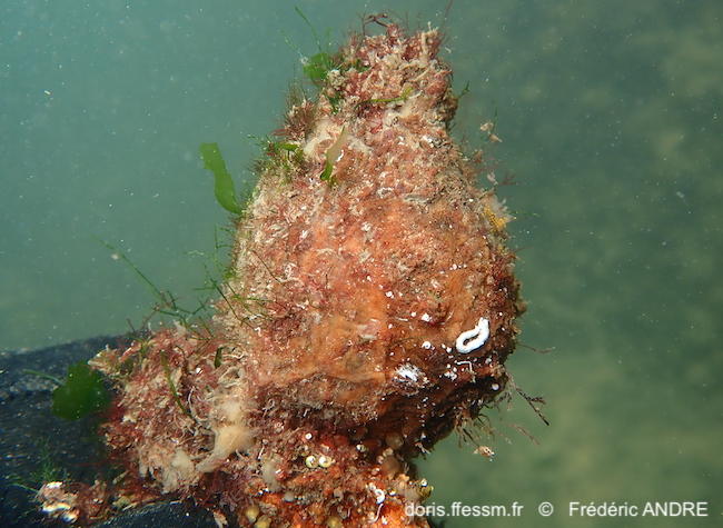 Microcosmus squamiger | DORIS