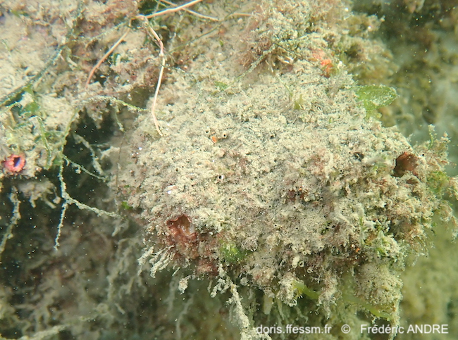 Microcosmus squamiger | DORIS