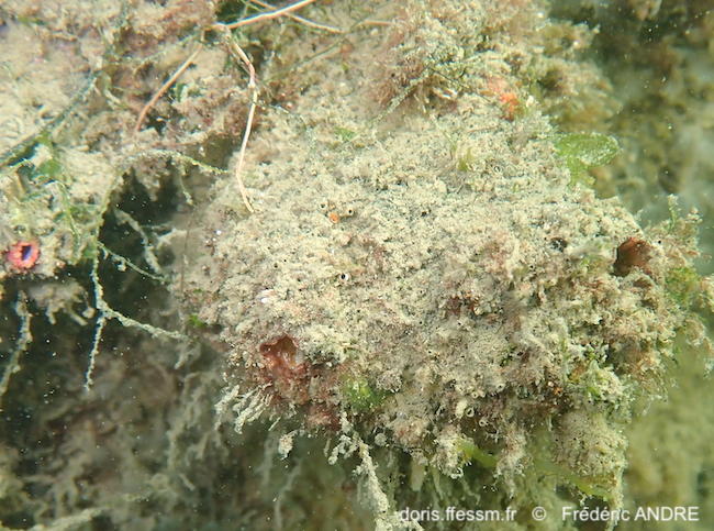 Microcosmus squamiger | DORIS