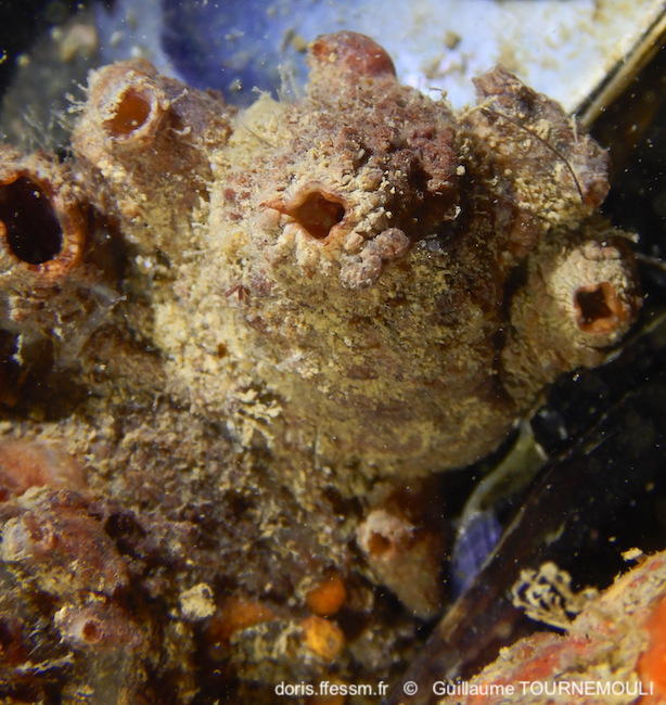 Microcosmus squamiger | DORIS