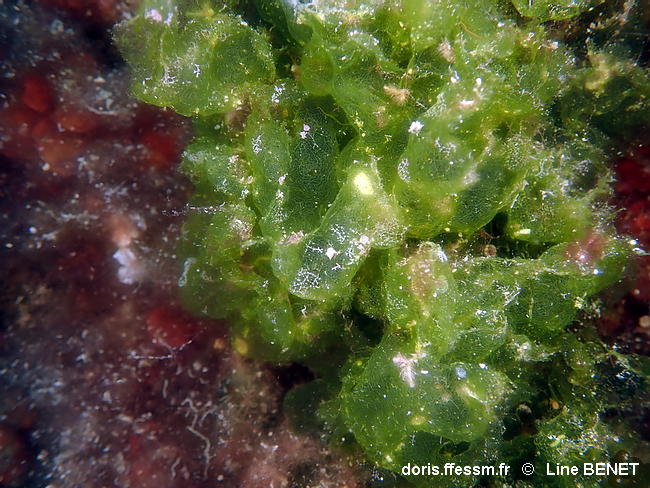 Microdictyon umbilicatum | DORIS